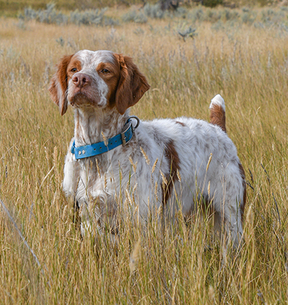 Tequila Kennels - Brittany Field Trial Training and Handling by Ed ...