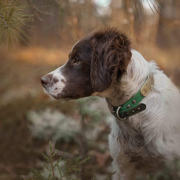 Tequila Kennels - Brittany Field Trial Training and Handling by Ed ...