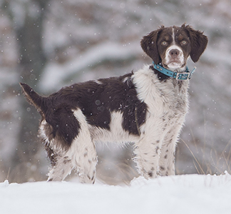 Tequila Kennels - Brittany Field Trial Training and Handling by Ed ...