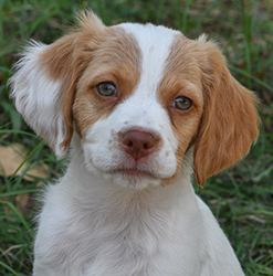 Tequila Kennels - Brittany Field Trial Training and Handling by Ed ...