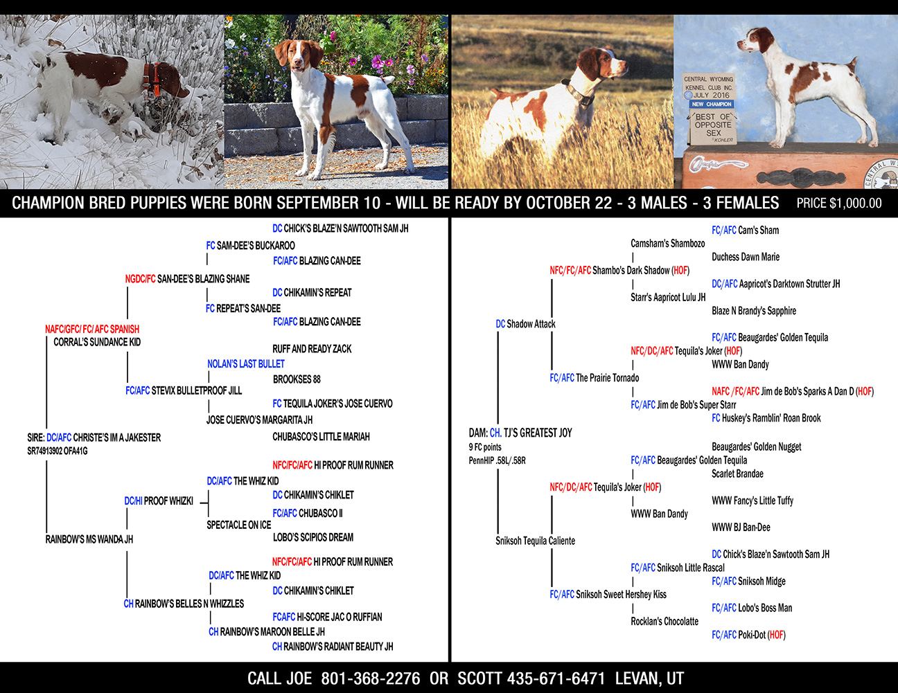 Tequila Kennels - Brittany Field Trial Training and Handling by Ed ...