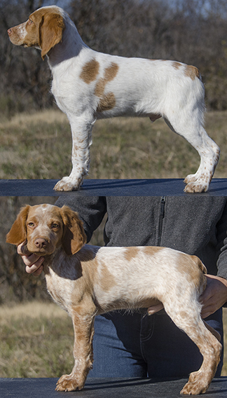 Tequila Kennels - Brittany Field Trial Training and Handling by Ed ...