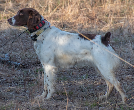 Tequila Kennels - Brittany Field Trial Training and Handling by Ed ...