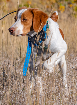 Tequila Kennels - Brittany Field Trial Training and Handling by Ed ...