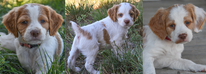 Tequila Kennels - Brittany Field Trial Training and Handling by Ed ...