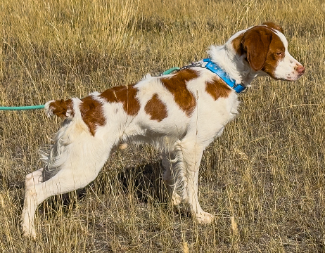 Tequila Kennels - Brittany Field Trial Training and Handling by Ed ...