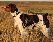 Tequila Kennels - Brittany Field Trial Training and Handling by Ed ...