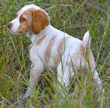 Tequila Kennels - Brittany Field Trial Training and Handling by Ed ...